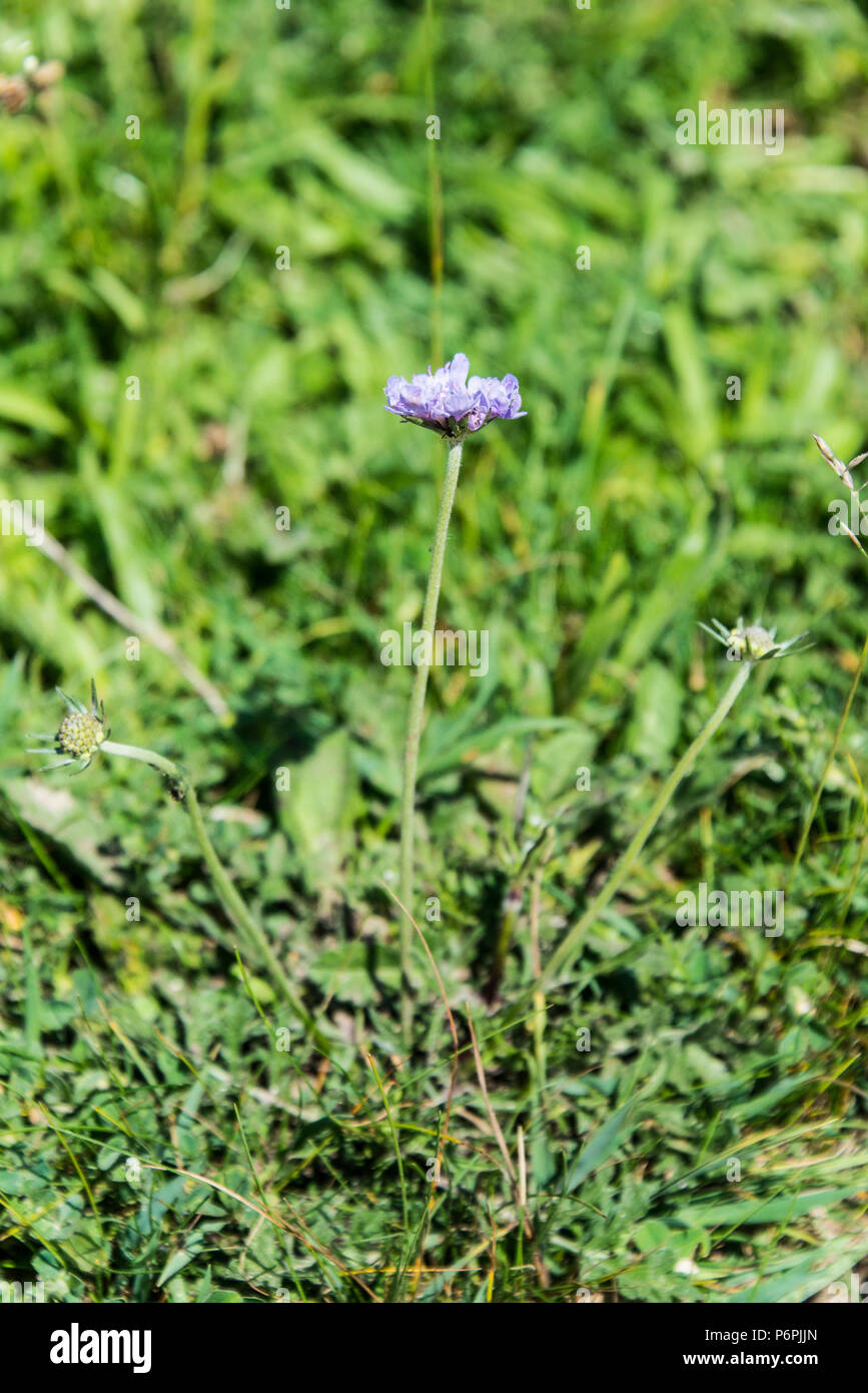 A small scabious (Scabiosa columbaria Stock Photo - Alamy