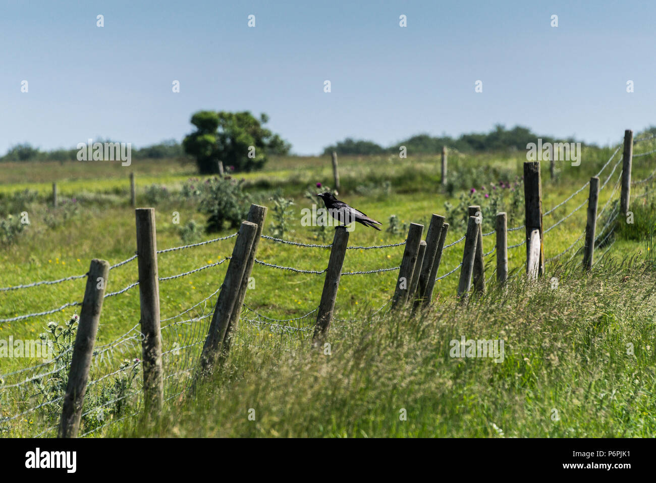A carrion crow (Corvus corone) perching on a fence post in the ...