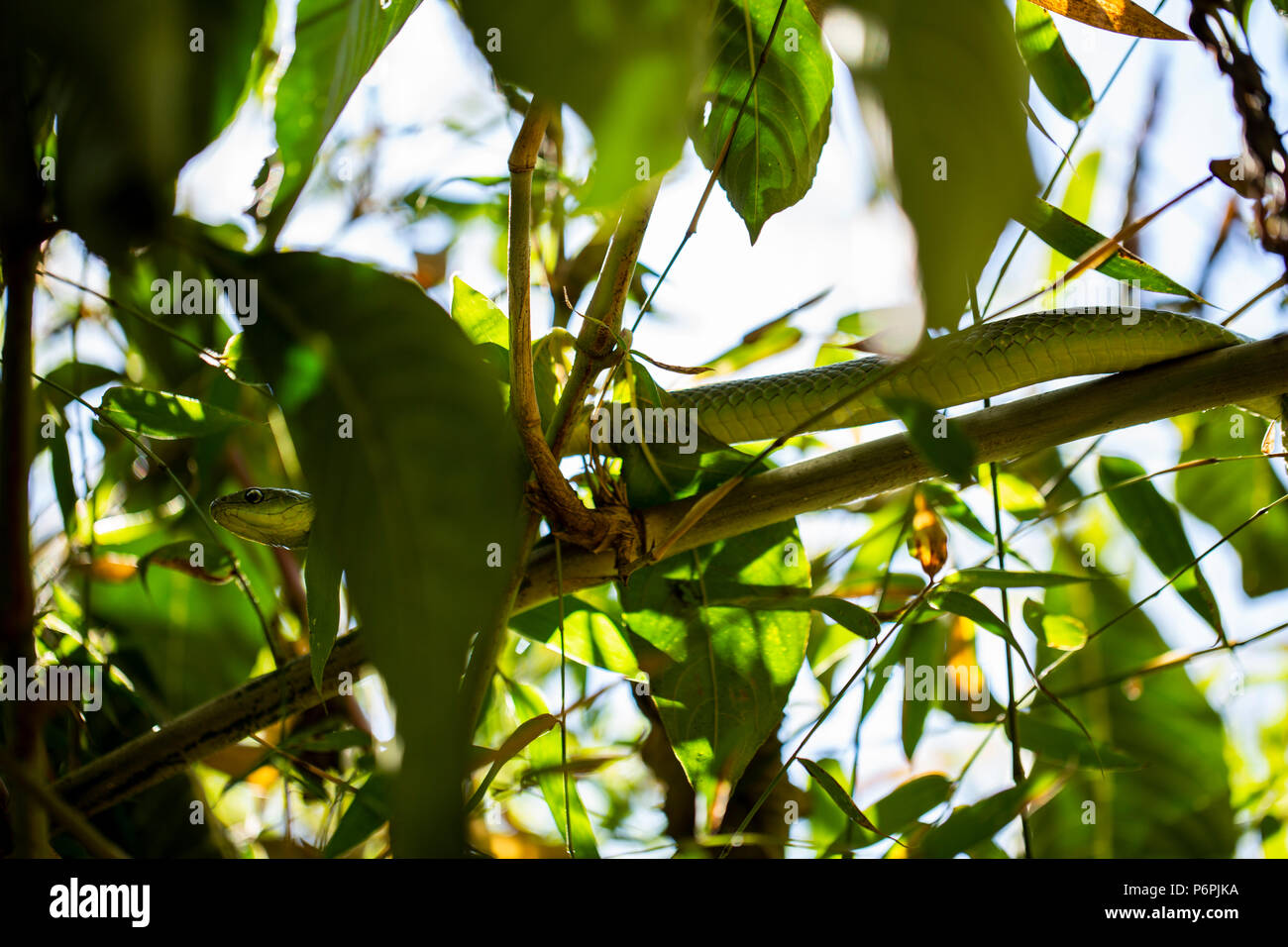 An Angola green snake/ Western Snake waiting on some bamboo for prey ...