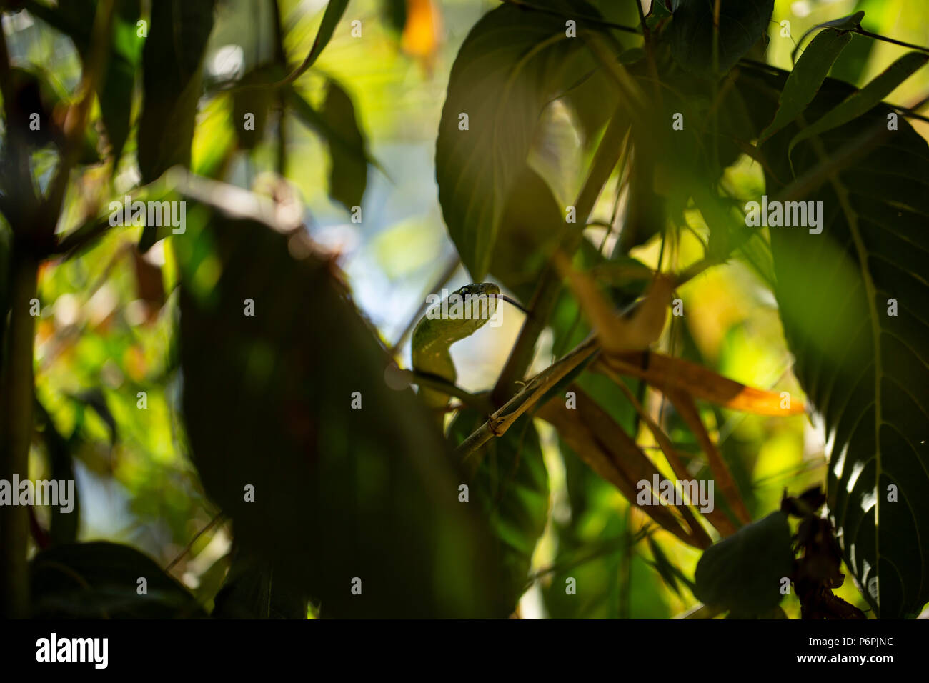 An Angola green snake/ Western Snake waiting on some bamboo for prey ...