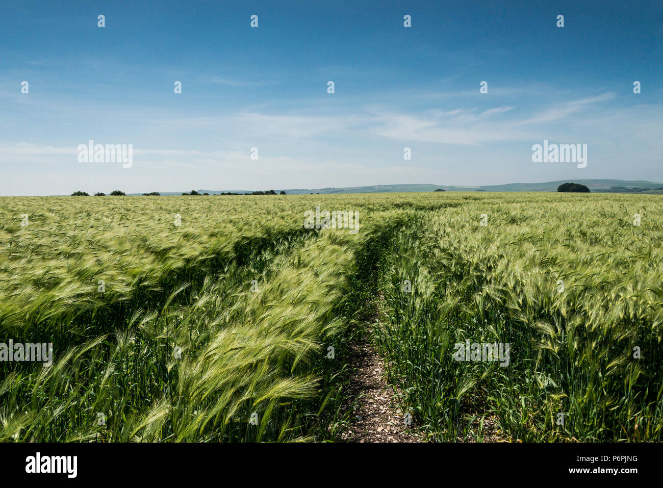 A field of barley Stock Photo - Alamy