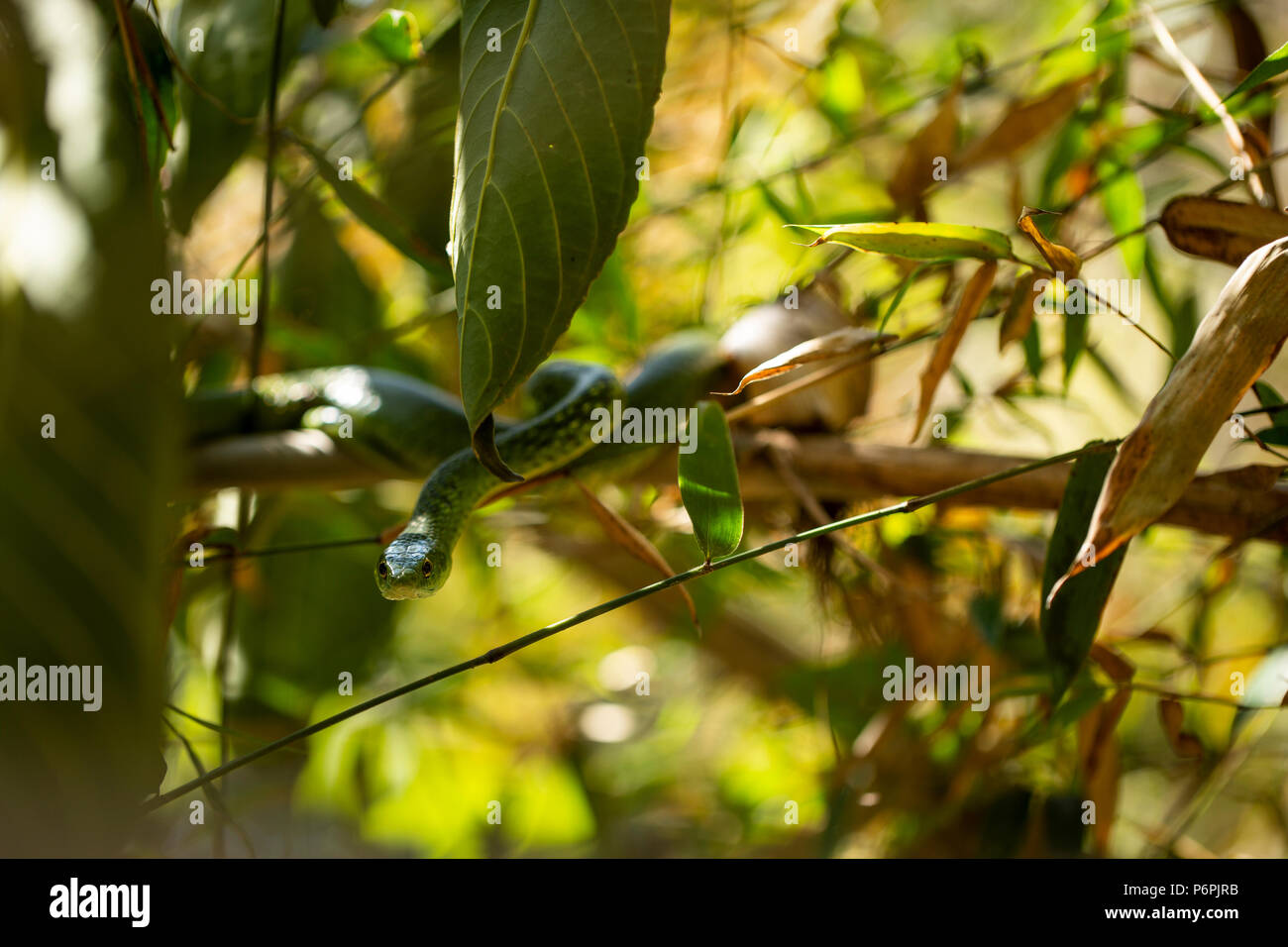 Bamboo Snake High Resolution Stock Photography and Images - Alamy
