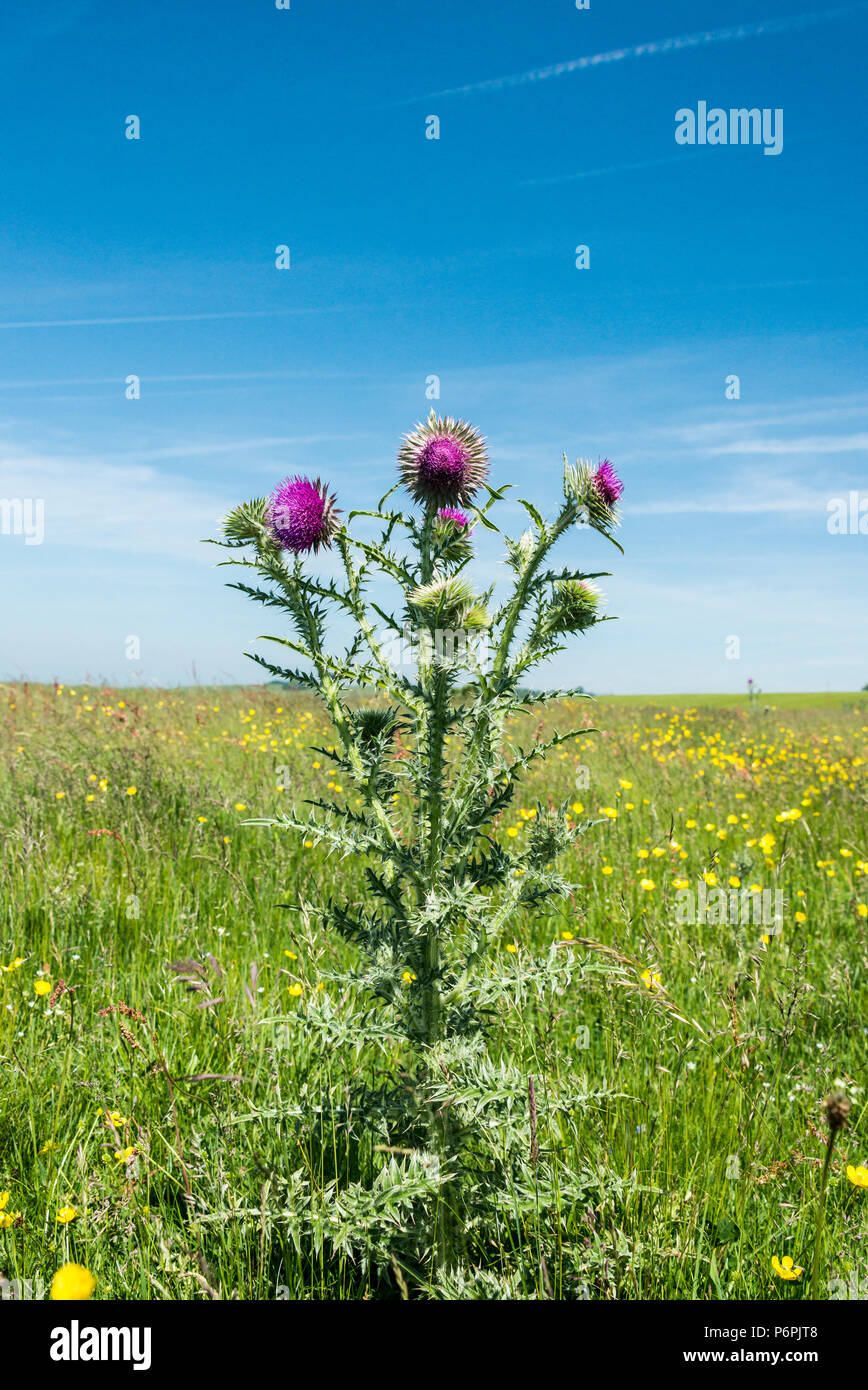 A musk thistle (Carduus nutans Stock Photo - Alamy