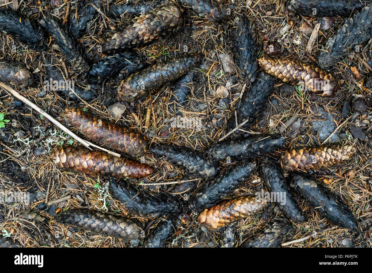 Fallen pine cones dry hi-res stock photography and images - Alamy