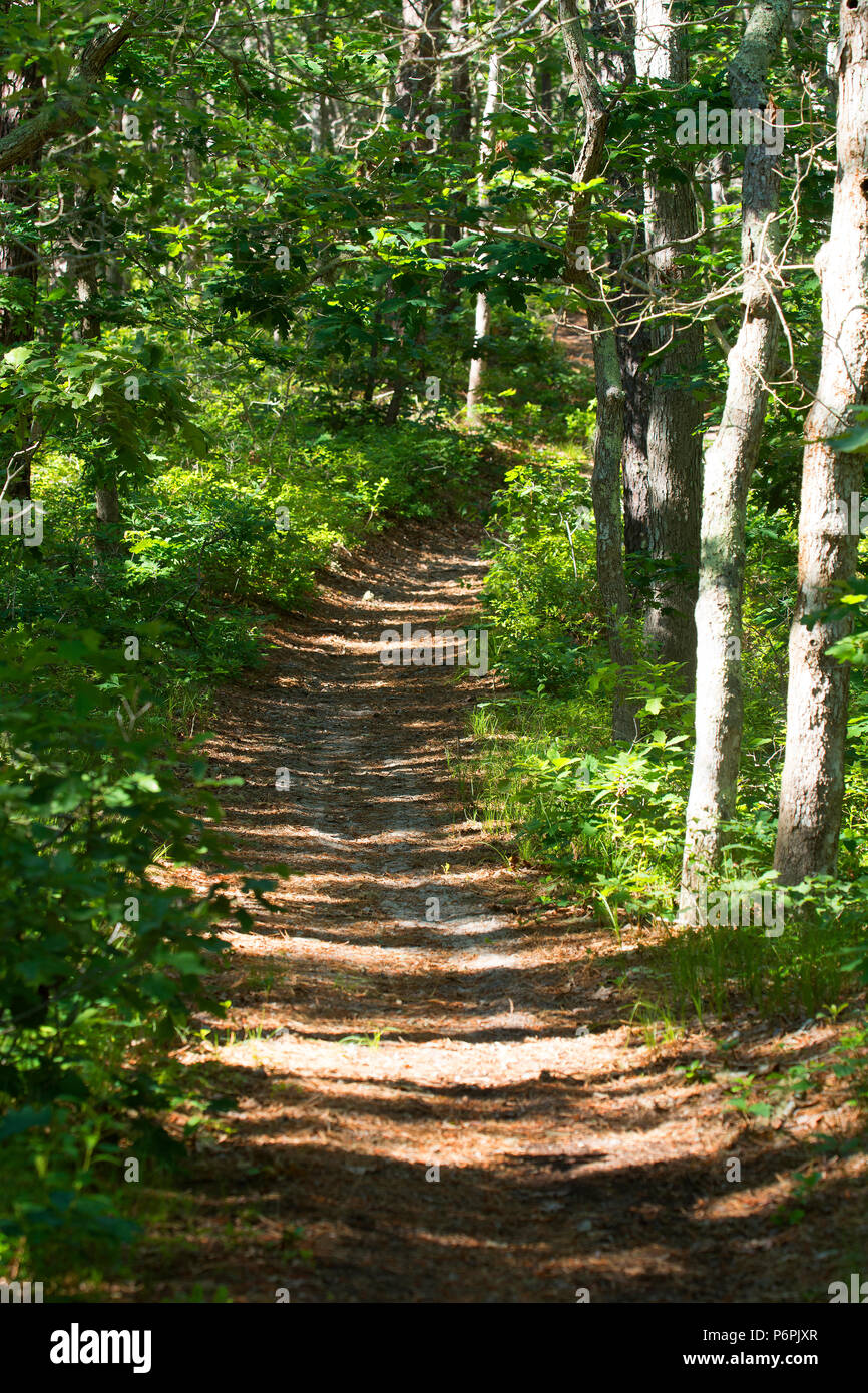 A path through the woods on Cape Cod, Massachusetts, USA Stock Photo ...