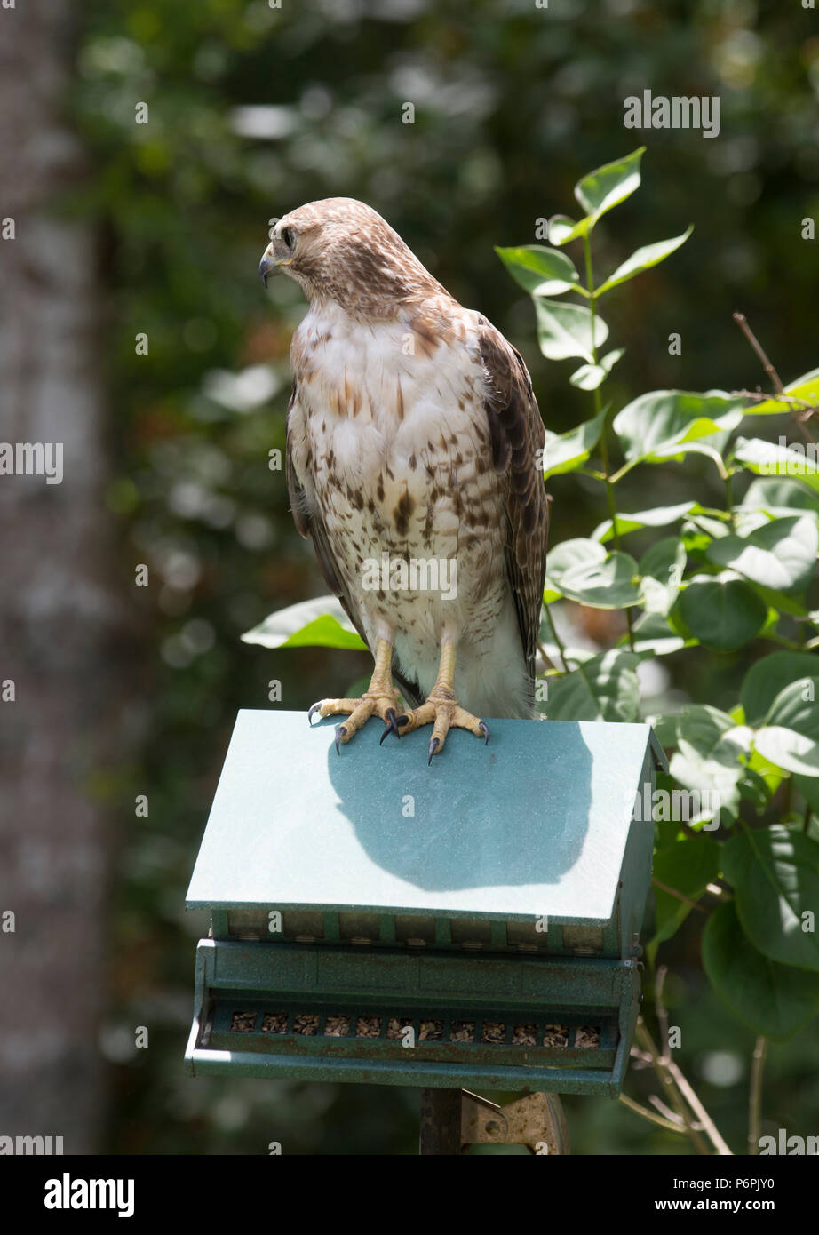 Massachusetts red hi-res stock photography and images - Alamy