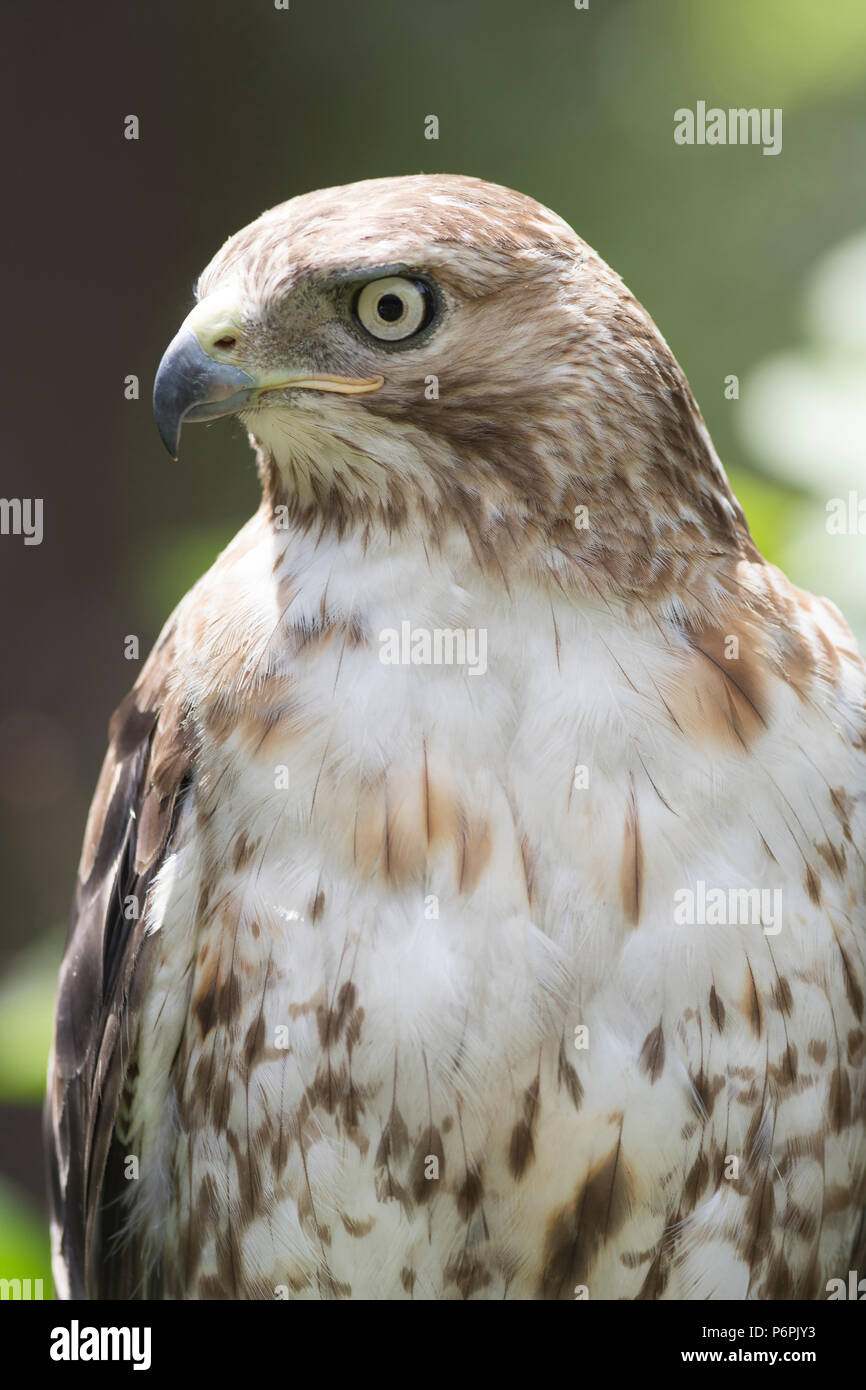 Hawk hunt hi-res stock photography and images - Alamy