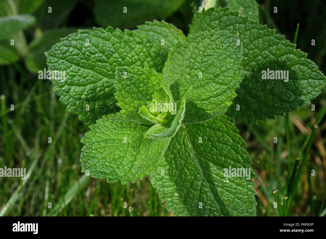 Woolly mint hi-res stock photography and images - Alamy