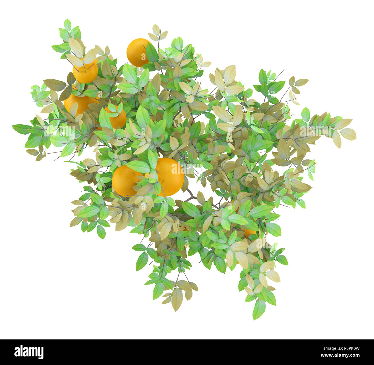 top view of orange tree with oranges isolated on white background. 3d ...