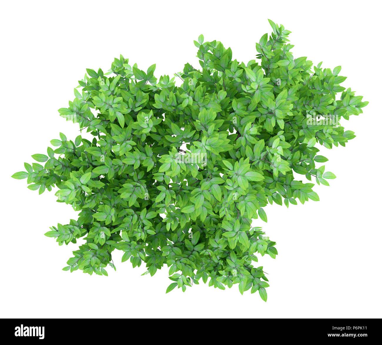 top view of orange tree isolated on white background. 3d illustration ...