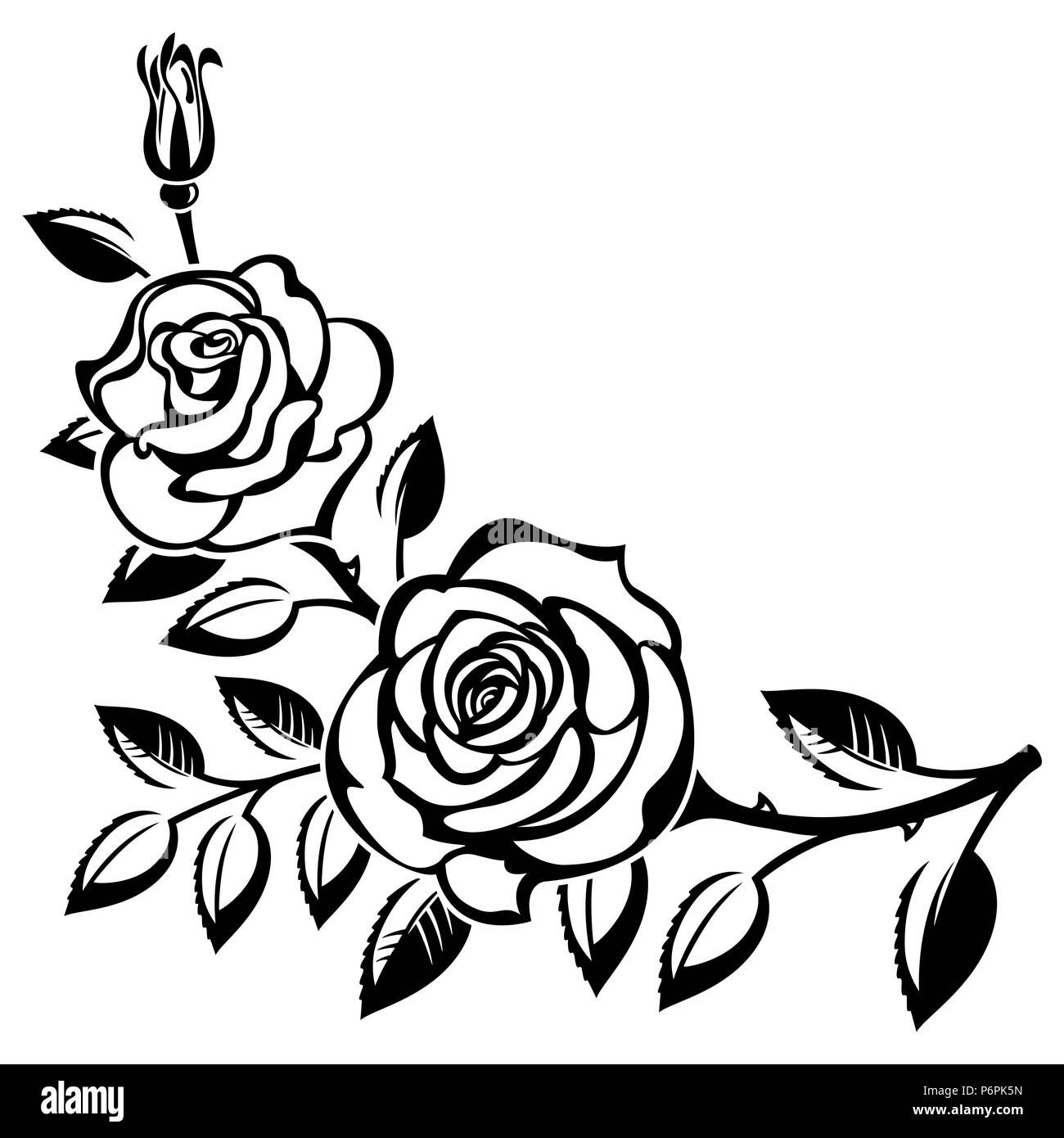 Branch of roses on a white background Stock Vector Image & Art - Alamy