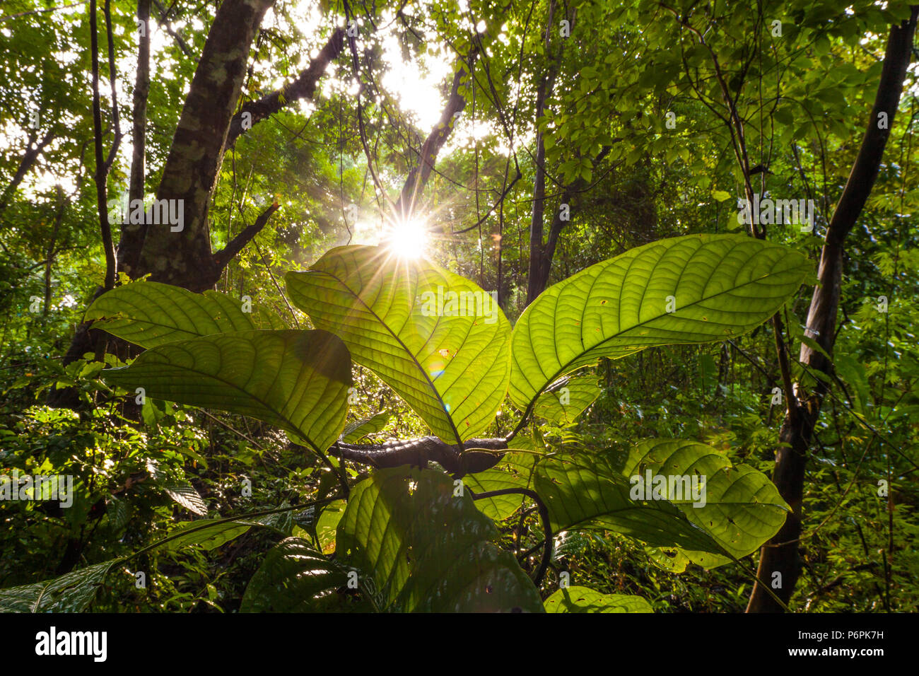 Sunrise in the rainforest of Metropolitan park, Panama City, Republic ...