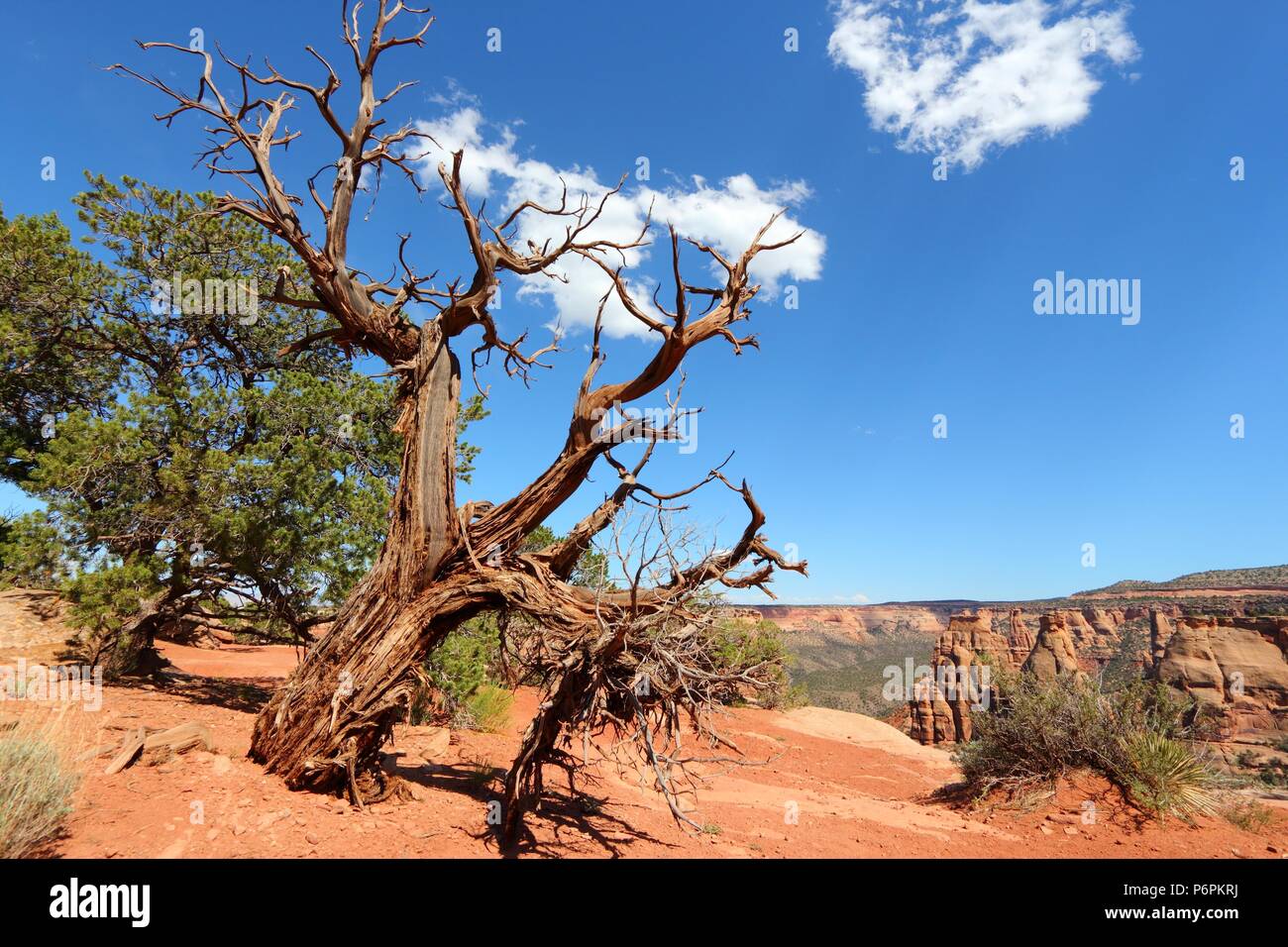 Pinus Edulis High Resolution Stock Photography and Images - Alamy