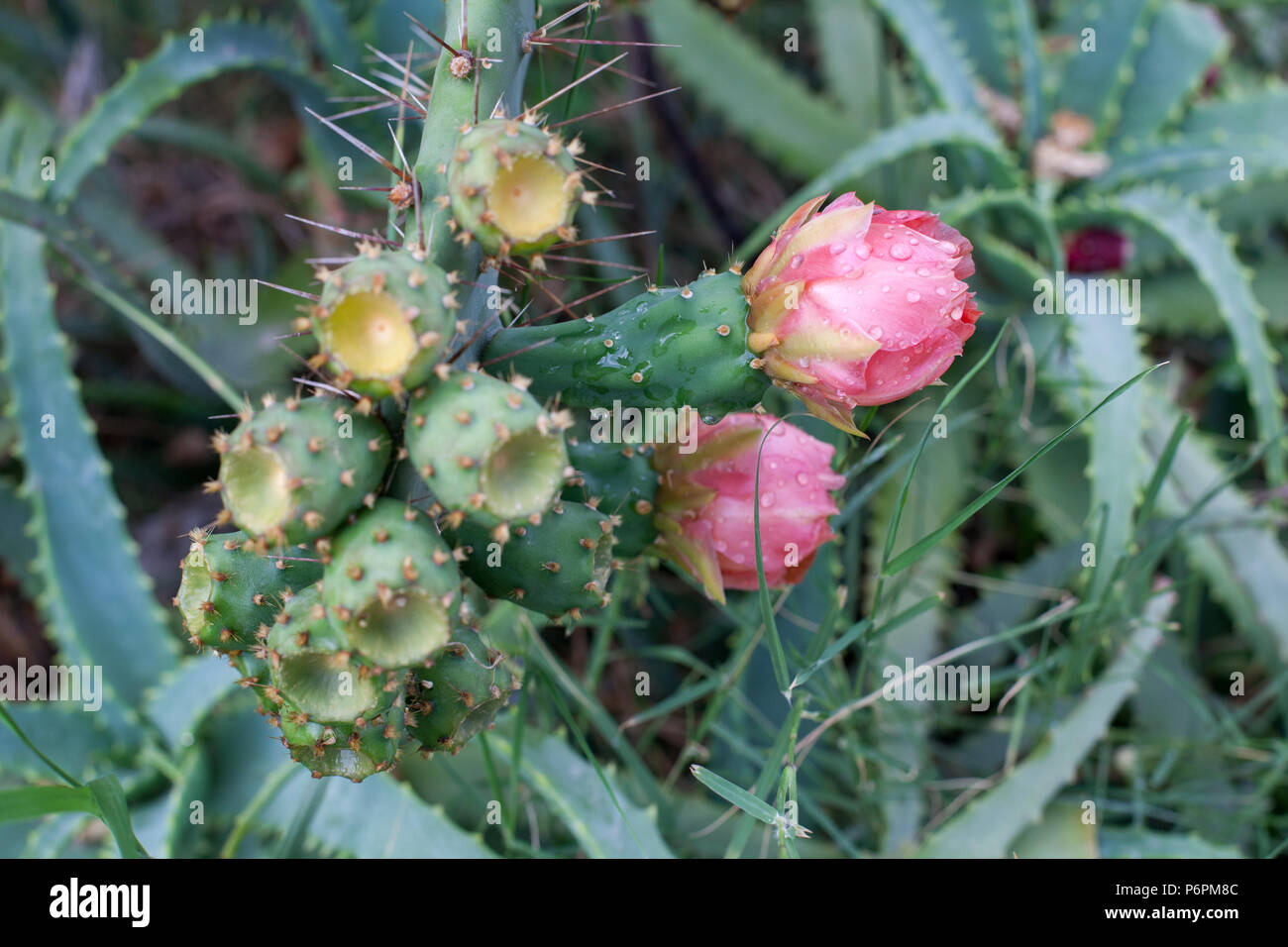 Cactuswithflower hi-res stock photography and images - Alamy