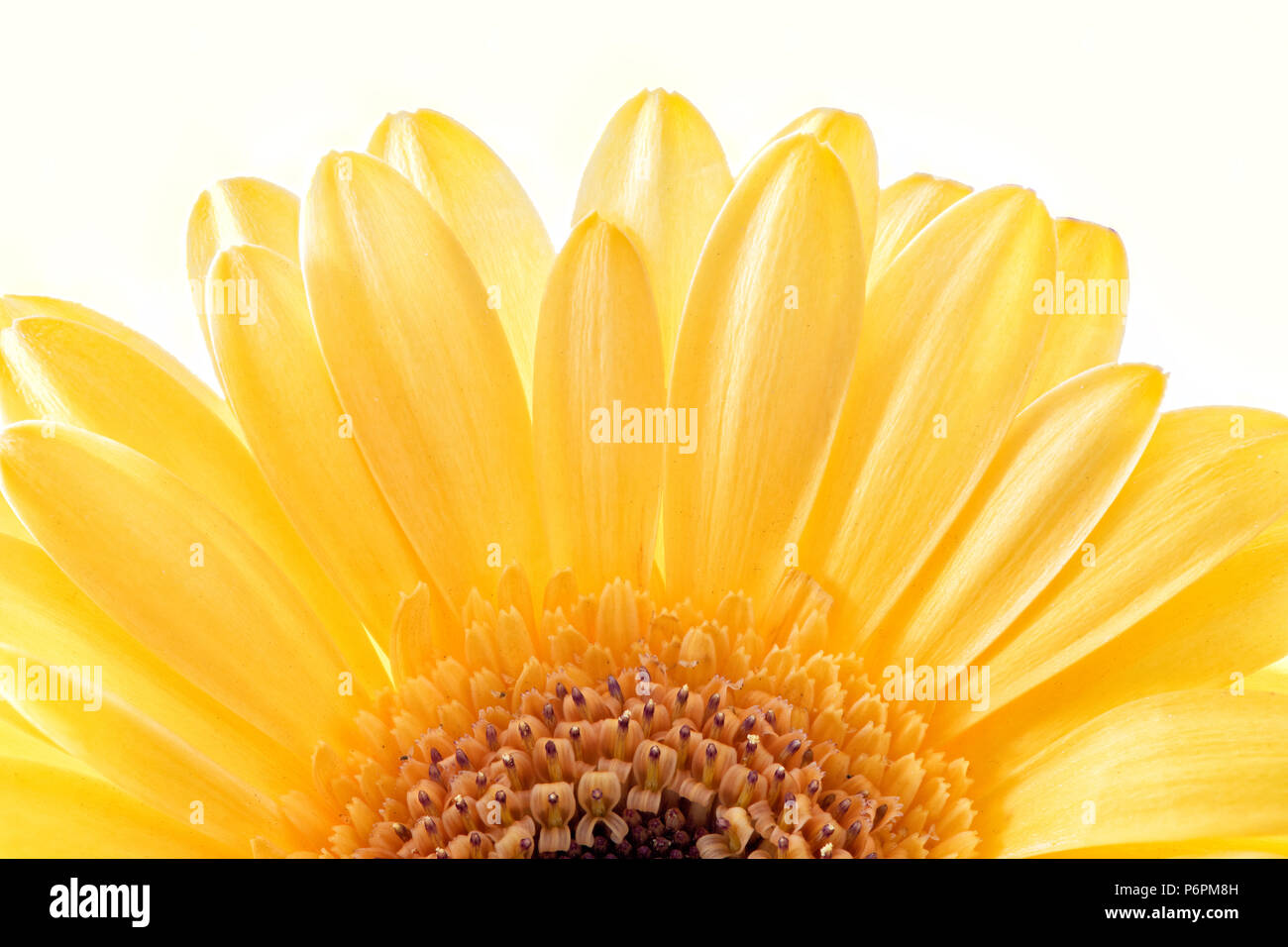 Yellow Gerbera photographed against a white background Stock Photo - Alamy