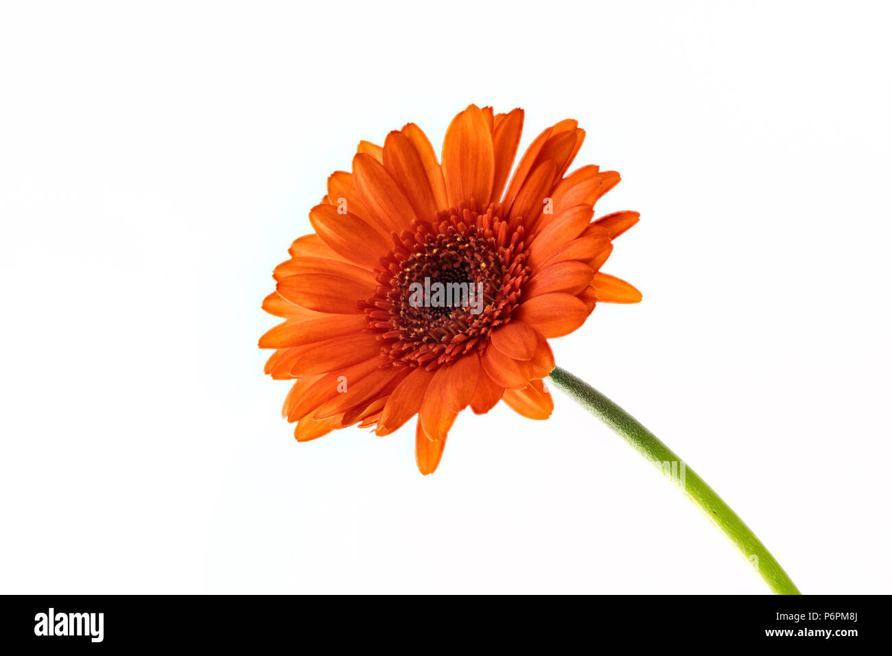 Orange Gerbera photographed against a white background Stock Photo - Alamy