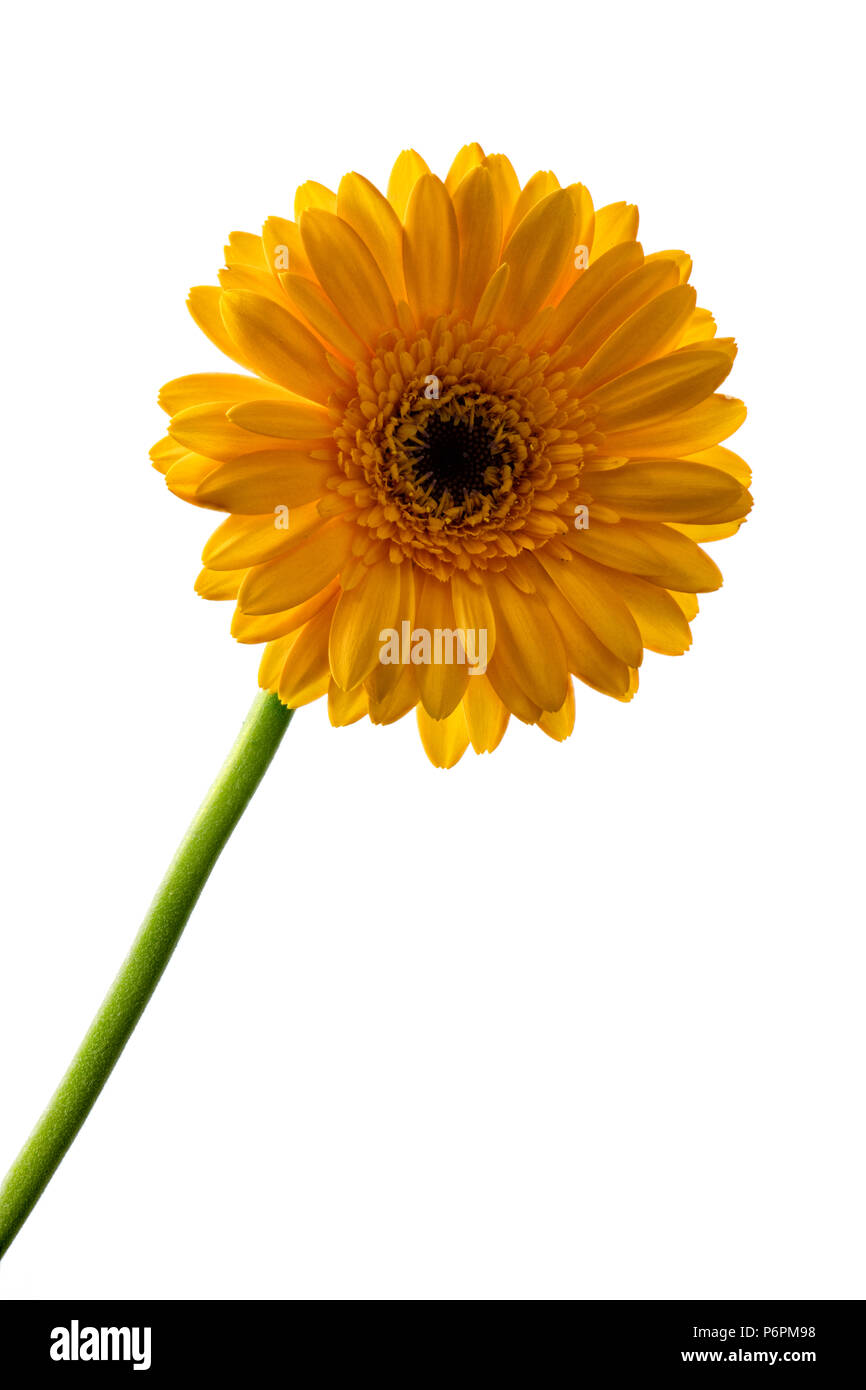 Yellow Gerbera photographed against a white background Stock Photo - Alamy