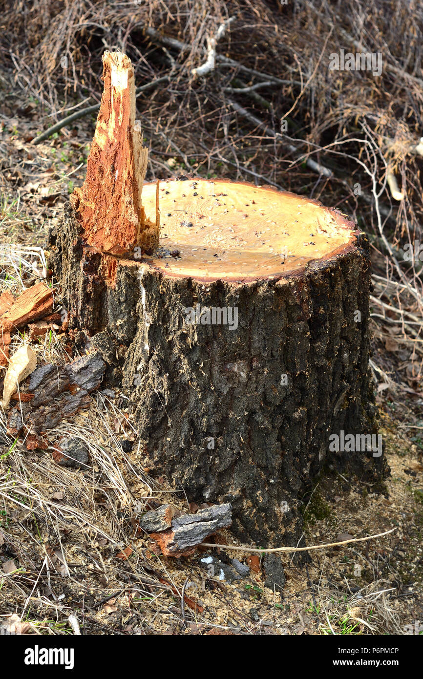 Sawmilling hi-res stock photography and images - Alamy