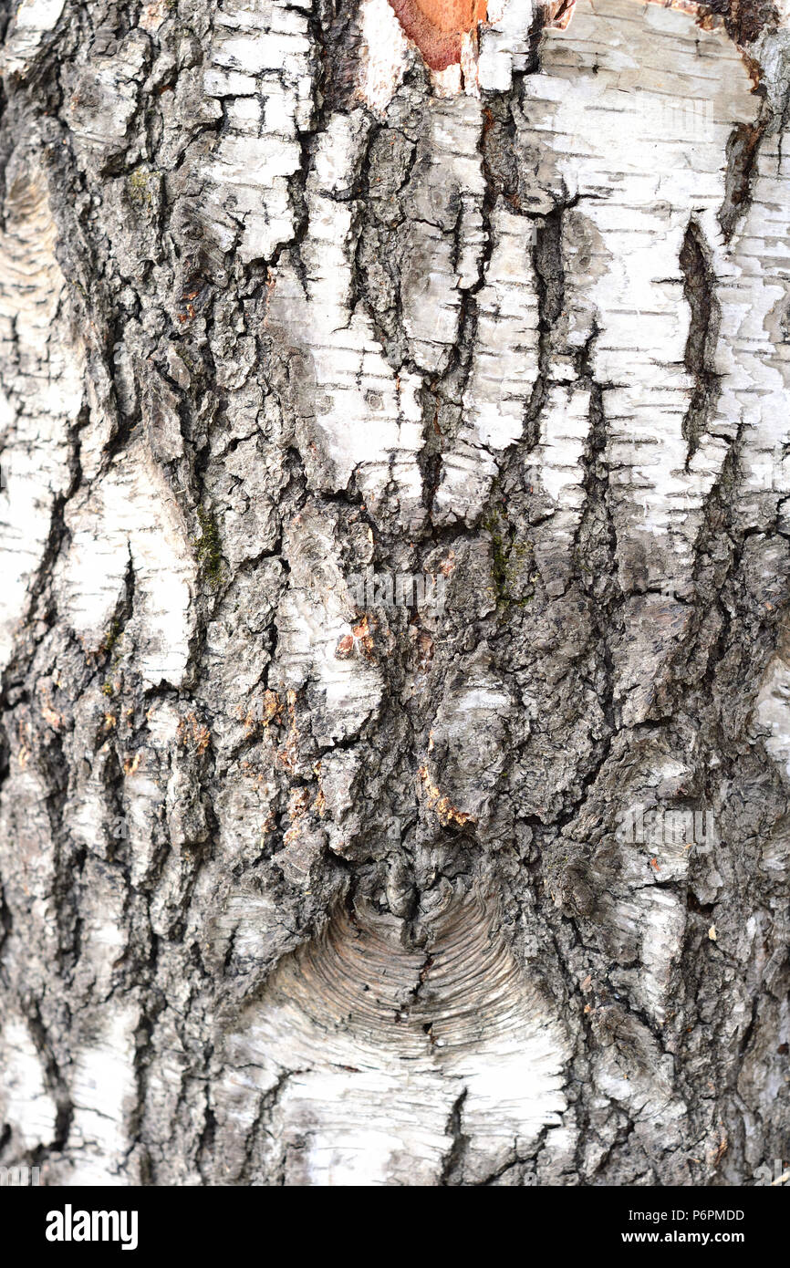 Bark with knots hi-res stock photography and images - Alamy