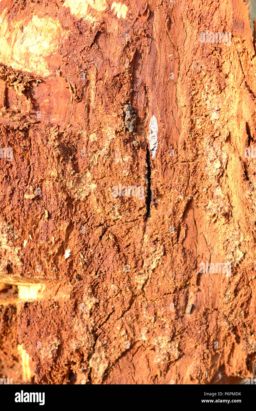 Bark with knots hi-res stock photography and images - Alamy