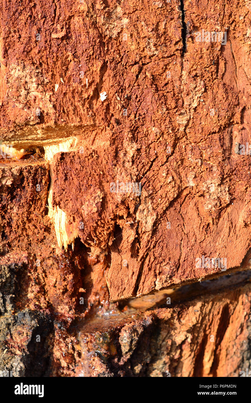 Bark with knots hi-res stock photography and images - Alamy