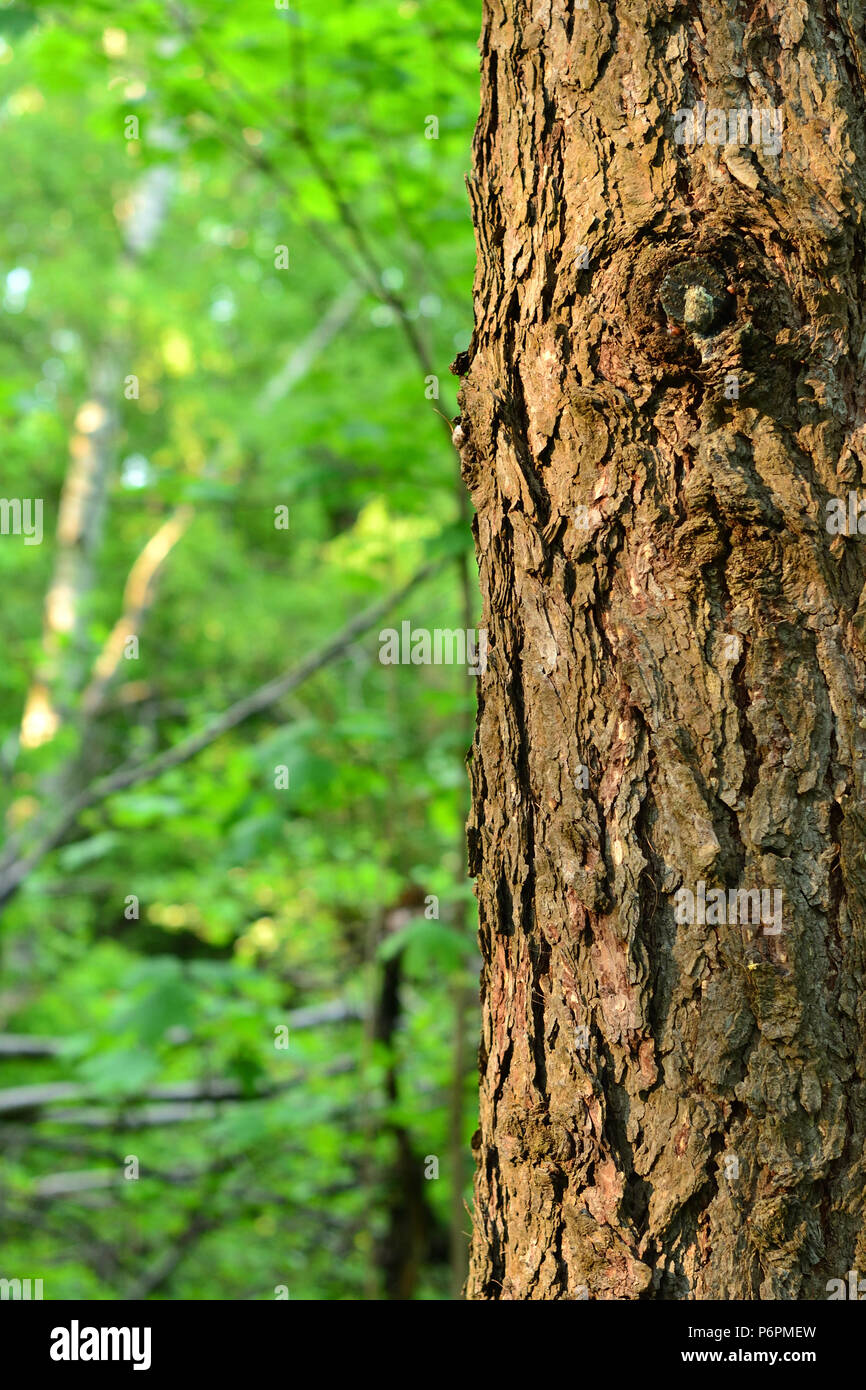 Abstract image texture for designers with tree bark and knot in spring ...