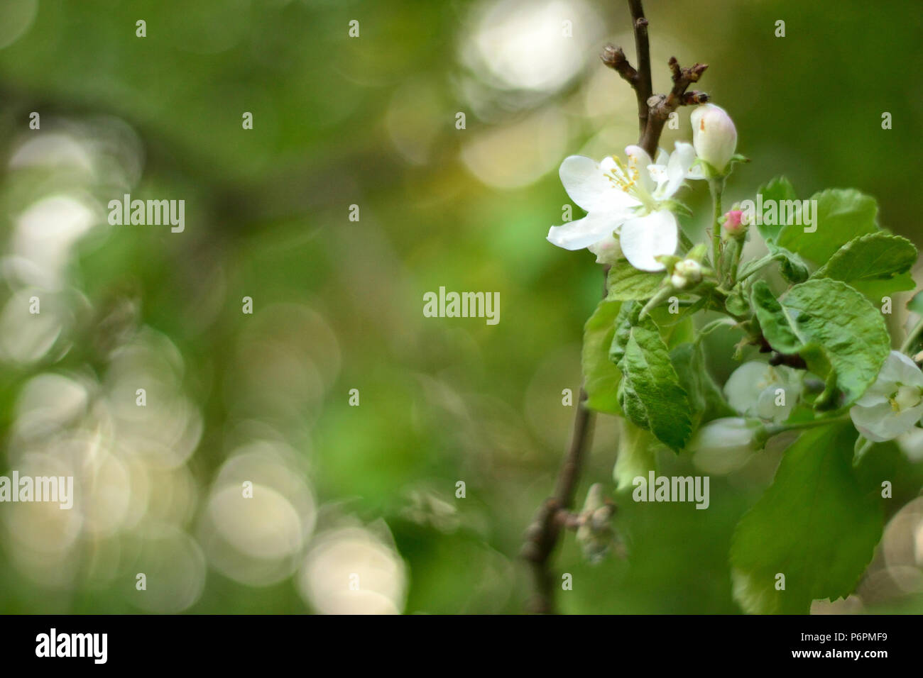 Abstract composition for designers with bright apple inflorescence on ...