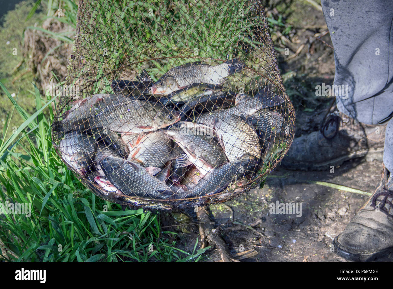 River Bega (Begej), Vojvodina, Serbia - Fisherman holding a wire keeper ...