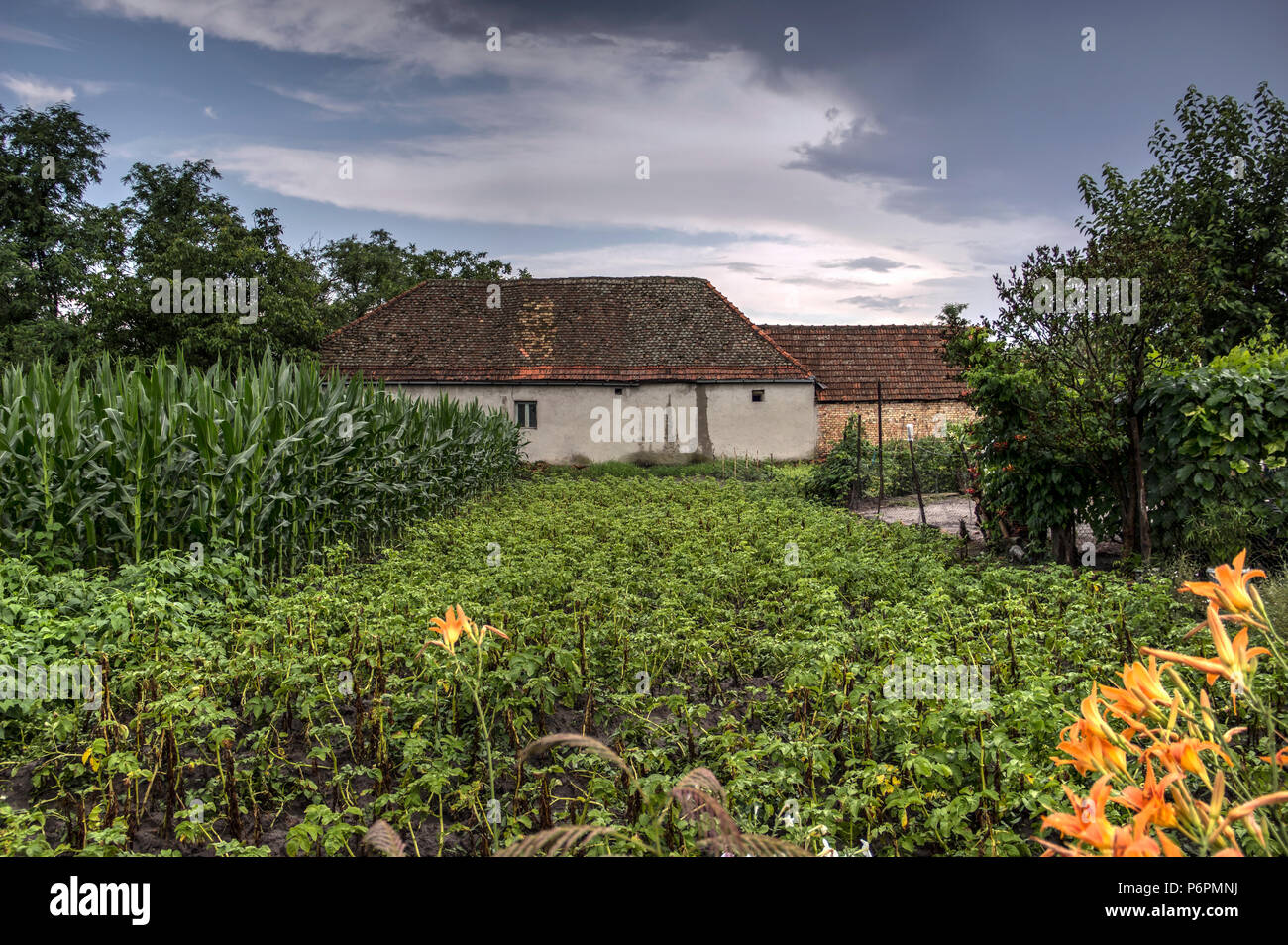 Countryside, Vojvodina, Serbia - A farmstead surrounded by a lush garden of densely cultivated ...