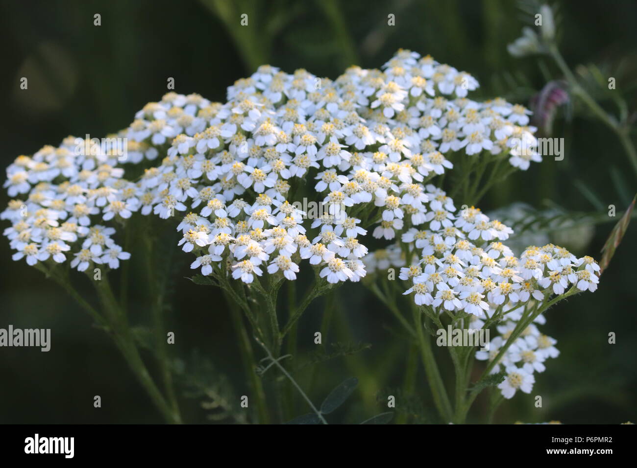 Queen Anne's Lace Stock Photo - Alamy