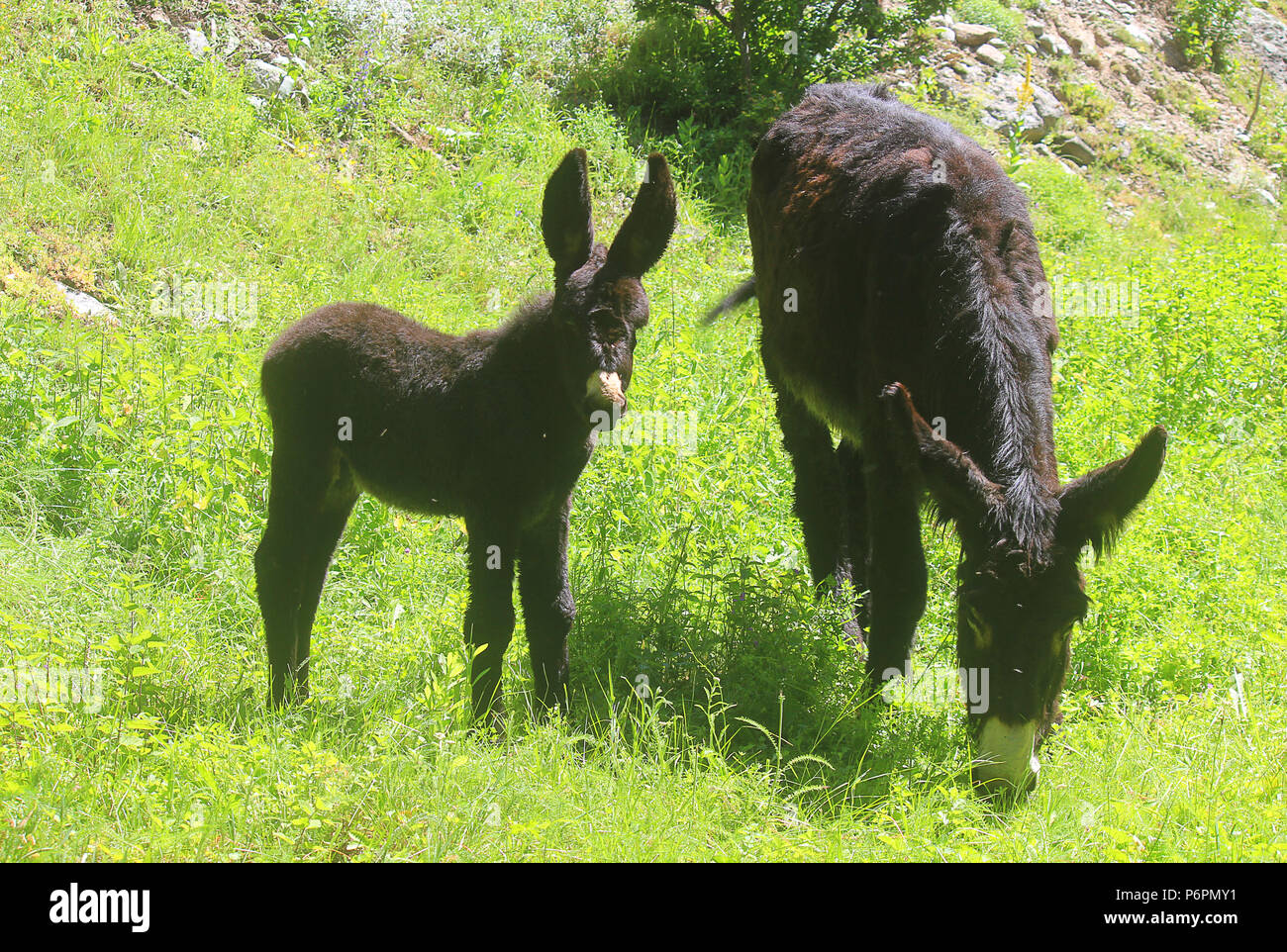 a donkey eating grass with puppy Stock Photo - Alamy