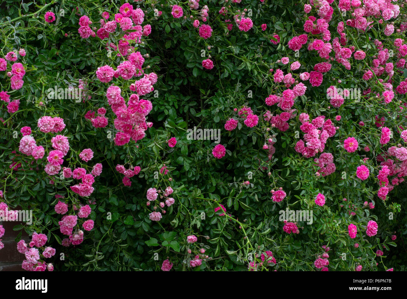 Abstract image texture for designers with bush of rosehip Stock Photo ...