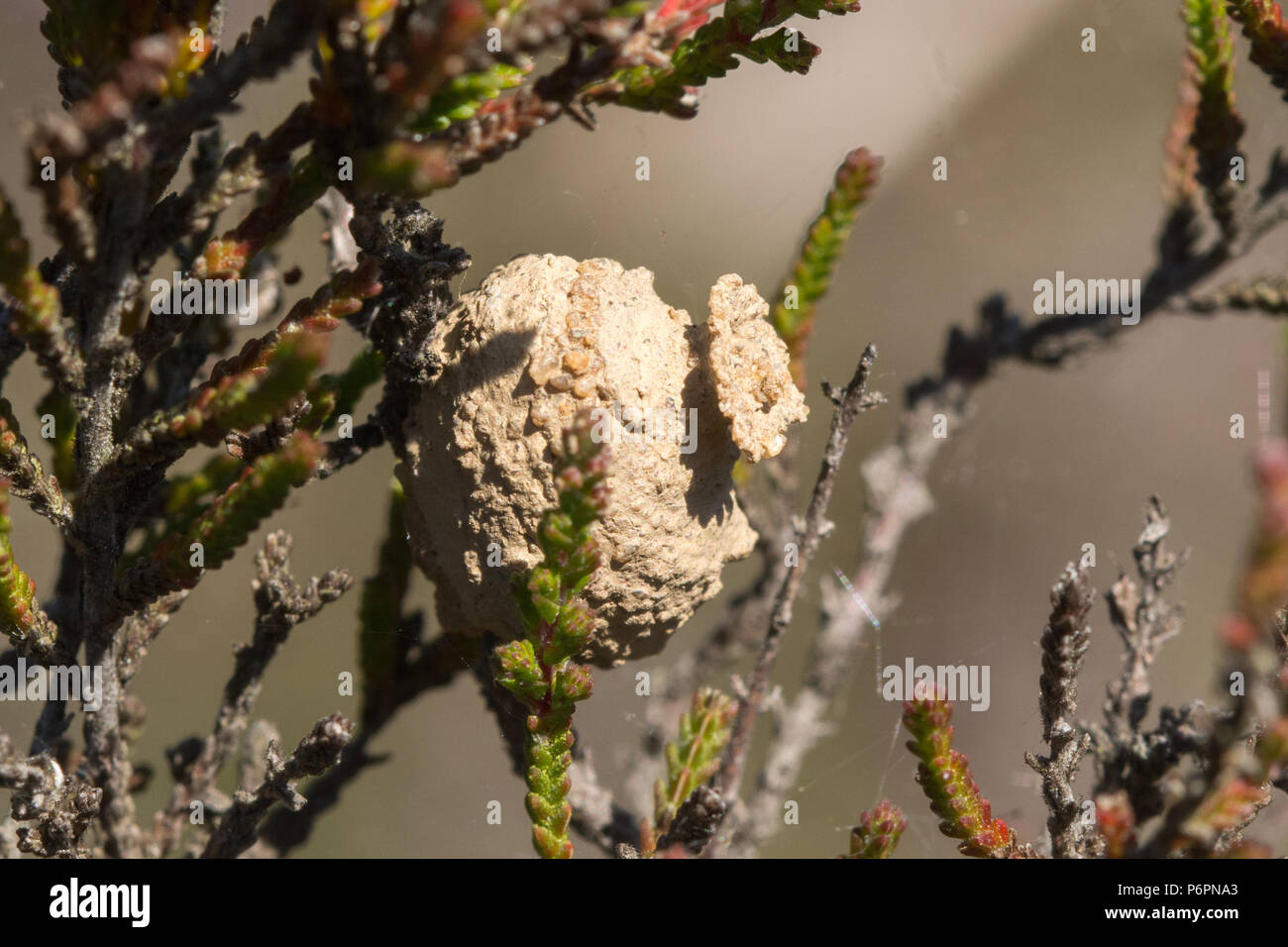 Potter wasp nest hi-res stock photography and images - Alamy