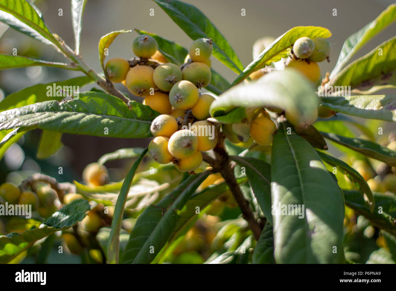 Abstract composition for designers with new yellow green set of medlar ...