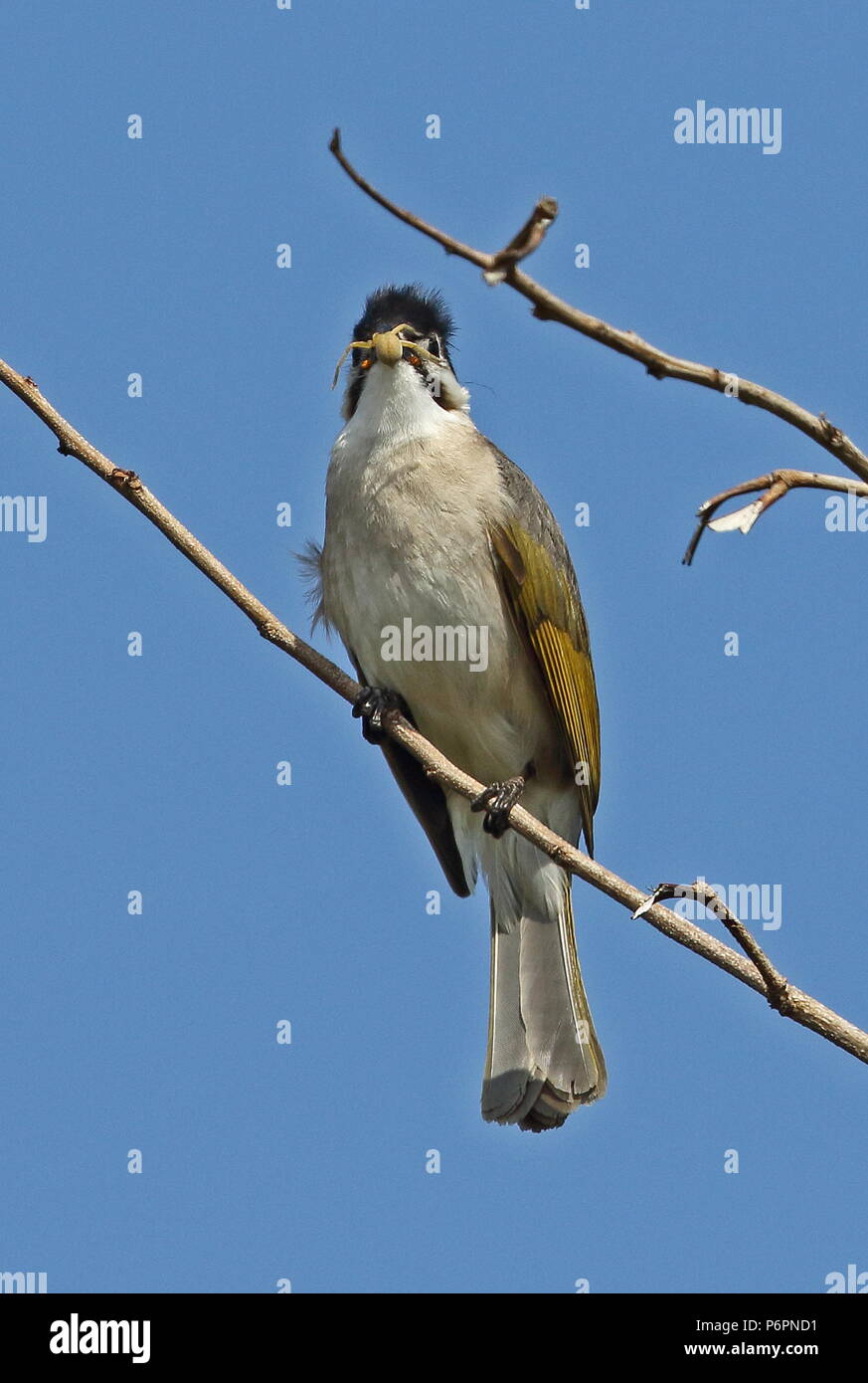 Styan's Bulbul (Pycnonotus taivanus) adult perched on twig with spider ...