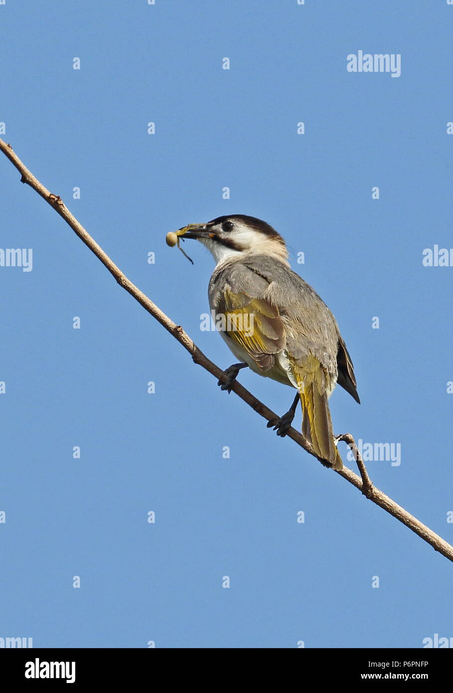 Taiwan bulbuls hi-res stock photography and images - Alamy