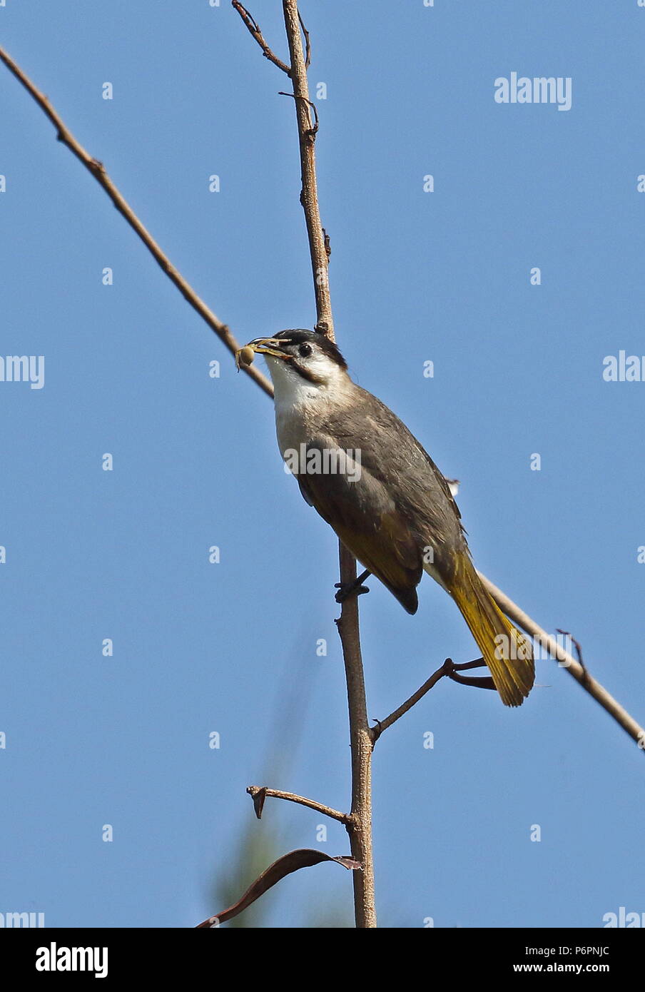Styan's Bulbul (Pycnonotus taivanus) adult perched on twig with spider ...