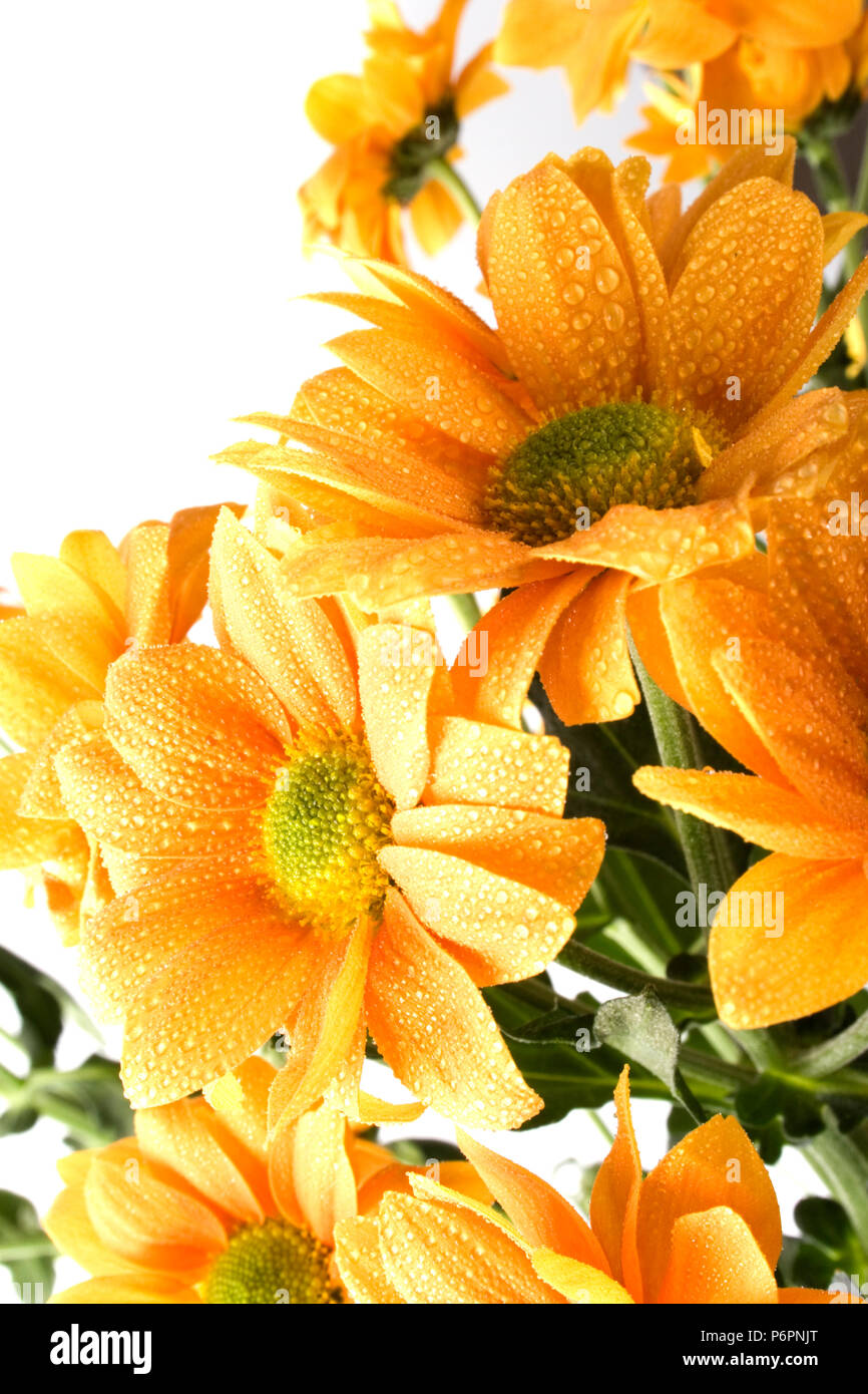 boquet of orange flowers close up Stock Photo - Alamy