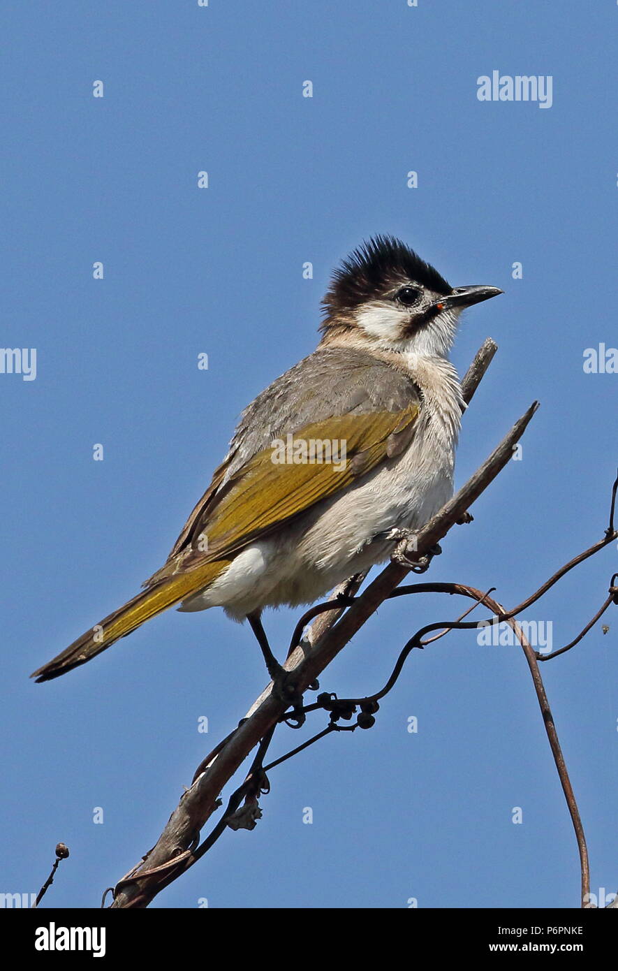 Styan's Bulbul (Pycnonotus taivanus) adult perched on twig Kenting ...