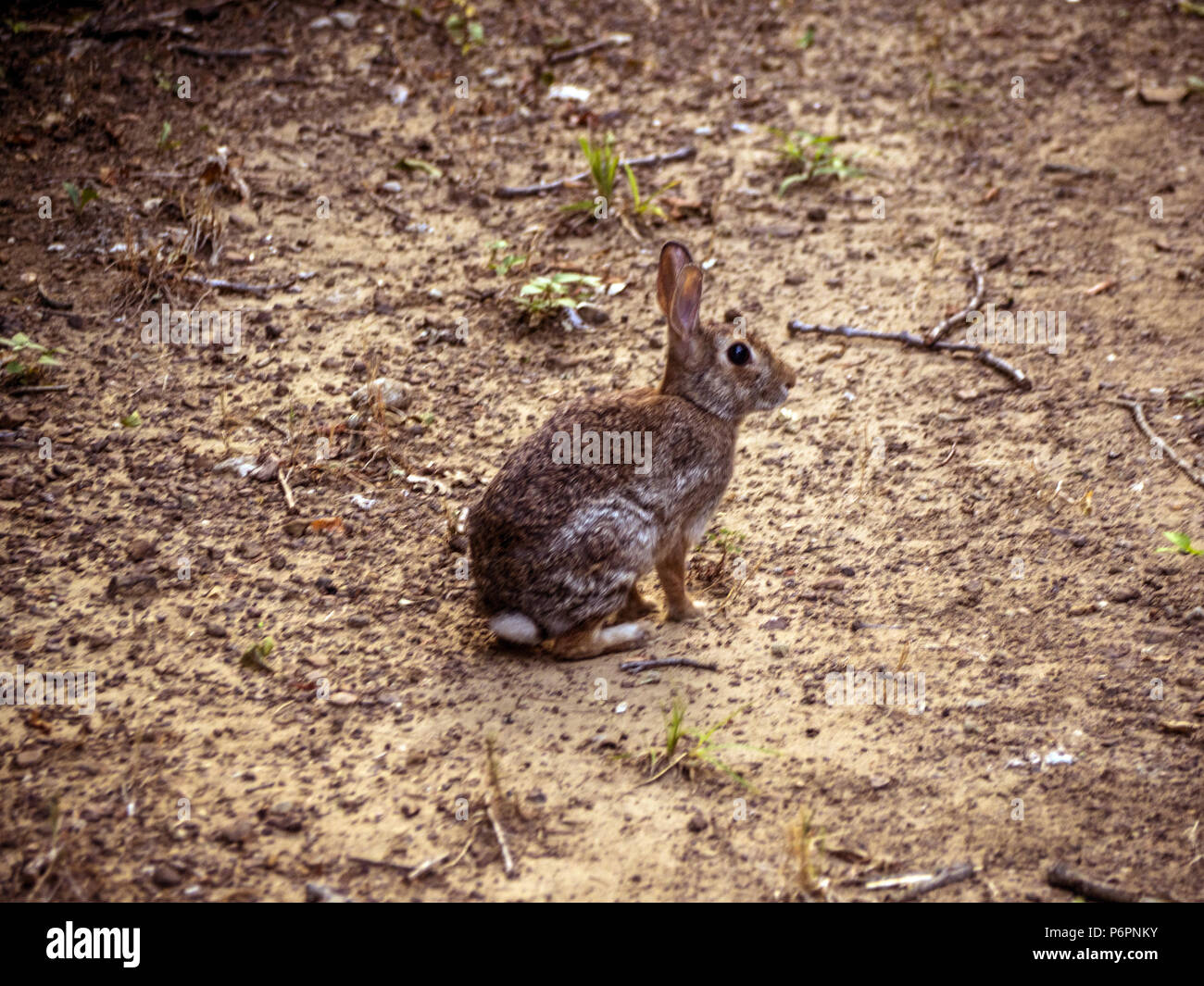 Cottontail Rabbit native to Texas waits with ears pointed up listening ...
