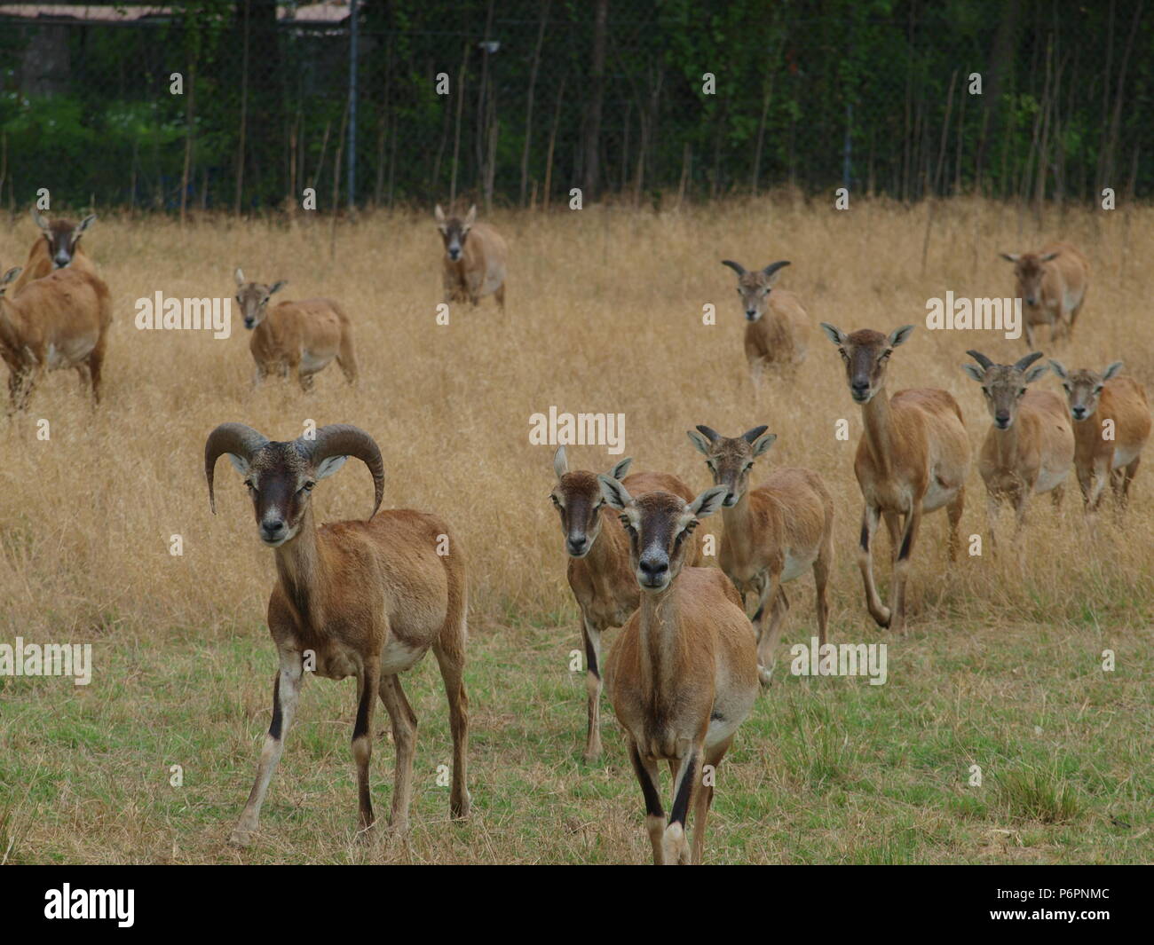 Red Shoulder Hawk and Rocky Mountain Long Horn Sheep Stock Photo - Alamy