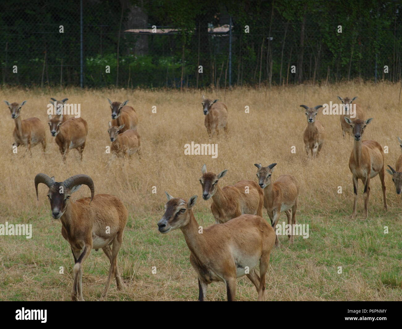 Red Shoulder Hawk and Rocky Mountain Long Horn Sheep Stock Photo - Alamy
