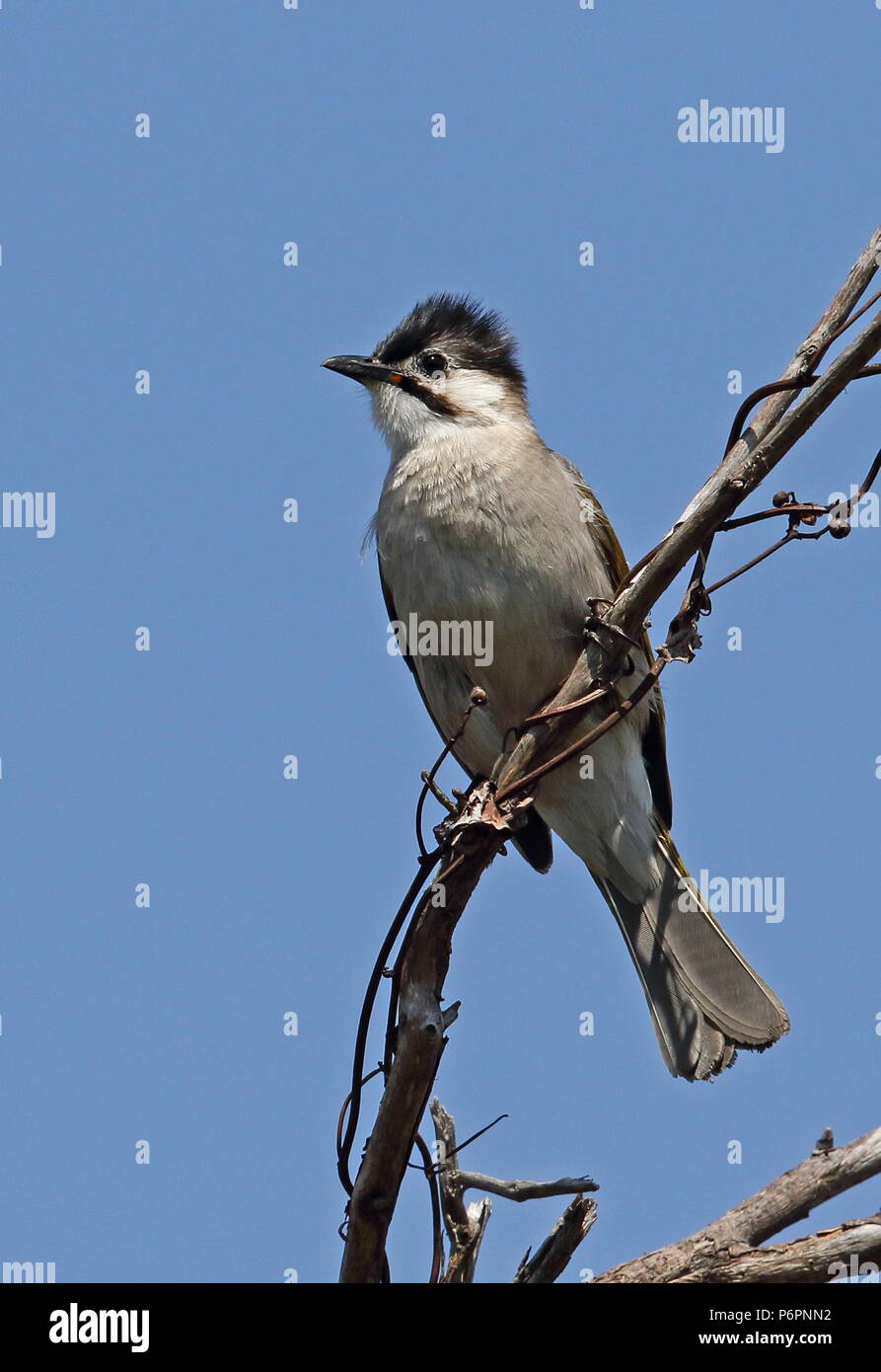Styan's Bulbul (Pycnonotus taivanus) adult perched on twig Kenting ...