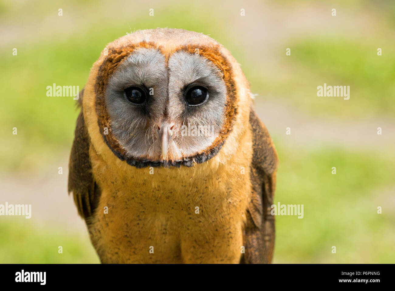 Yellowish-brown Ashy-faced Owl Stock Photo - Alamy