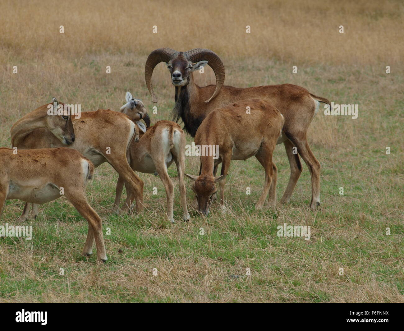 Red Shoulder Hawk and Rocky Mountain Long Horn Sheep Stock Photo - Alamy
