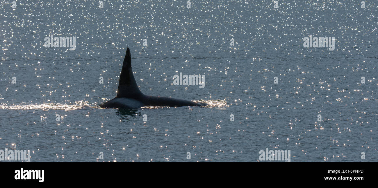 Male orca cruises along the surface with upright dorsal fin raising ...