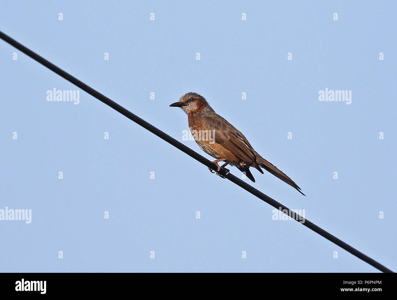 Asian brown eared bulbul hi-res stock photography and images - Alamy