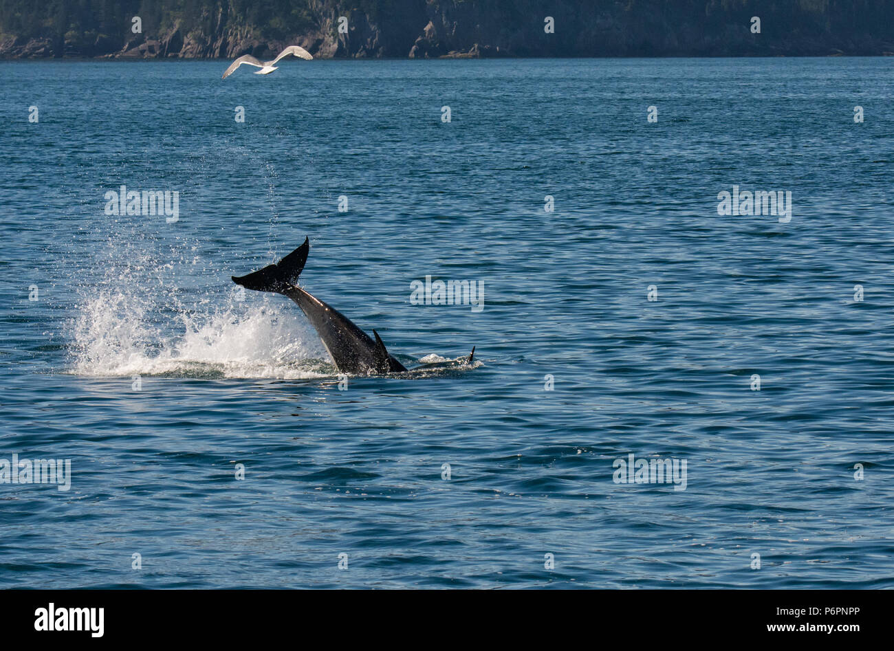 A small orca violently swings its tail sending spray everywere as it ...