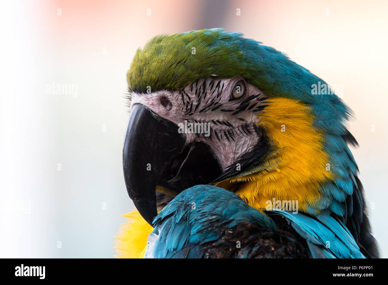 Horizontal close up of a Blue and Gold Macaw including the beak, eyes ...