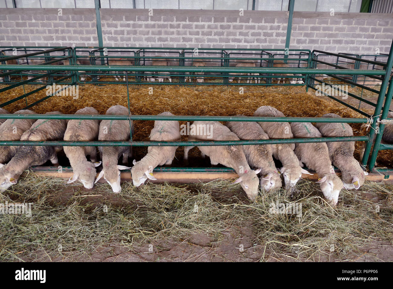 Breeding Sheep and Lambs at the Farm Stock Photo - Alamy